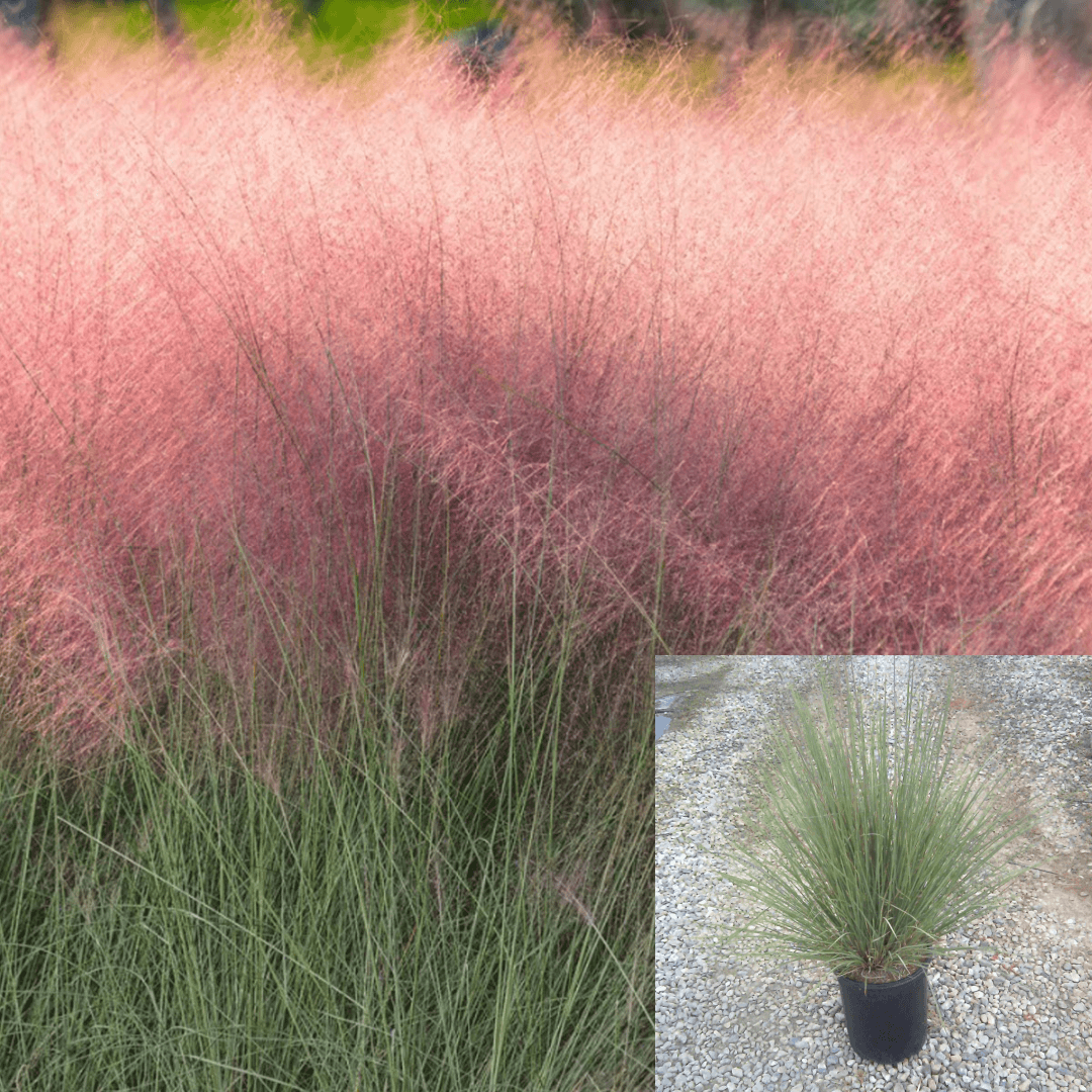 Muhlenbergia Capillaris Regal Mist Grass Pink 5Gallon Pink Muhly Grass – NNplant