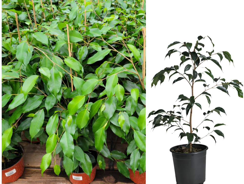 Ficus Benjamina Green 6Inches Plant Weeping Fig Java Willow Indoor Liv ...