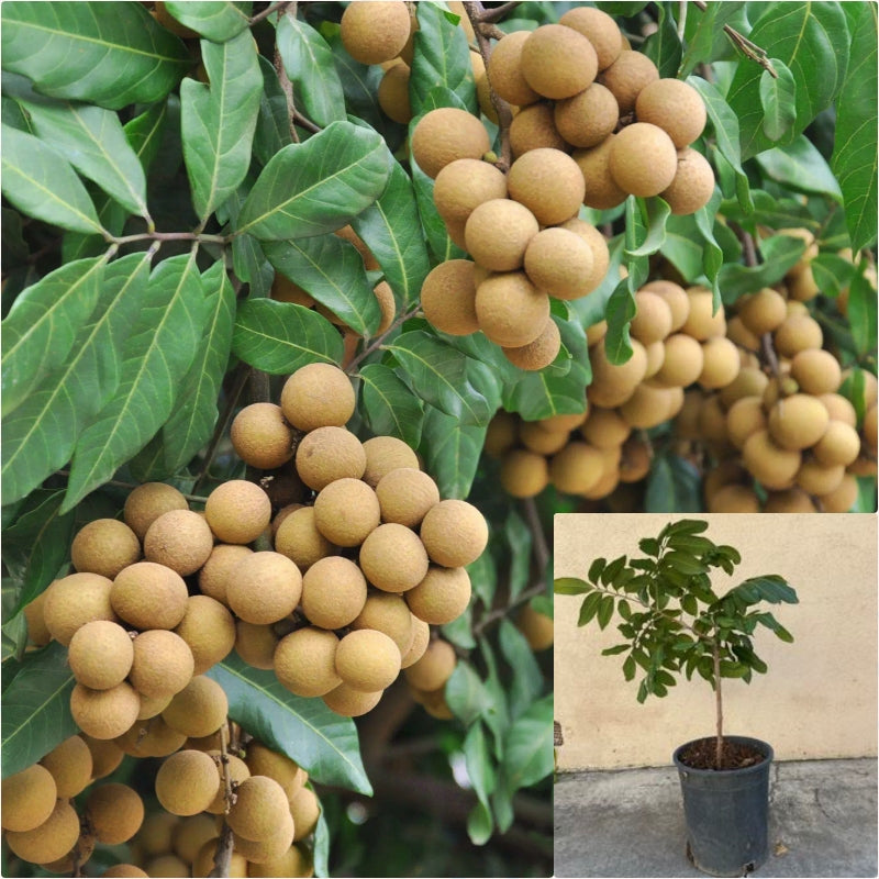 Dimocarpus longan 4in pot Dragons eye plant Longan fruit plant Mata Ku ...
