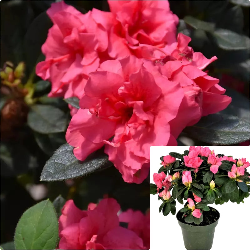 Azalea Autumn Rouge 3 Gallon Plant Rhododendron Robleg Flower Plant Au ...