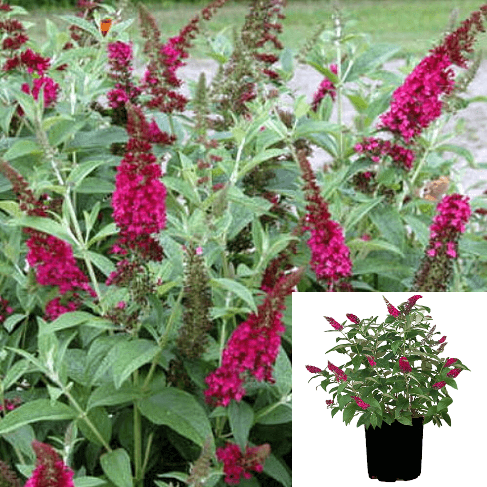 Buddleia Miss Molly 2 Gallon Butterfly Bush Plant Buddleja Red Chip Li ...