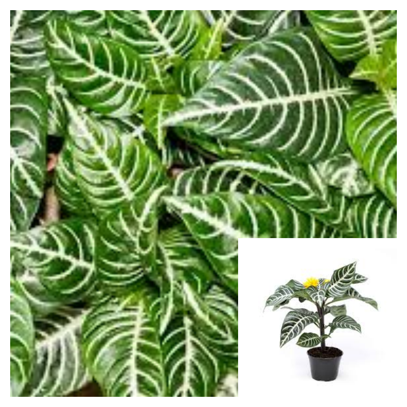 Zebra Plant 6Inches Pot Aphelandra Squarrosa House Plant Shurb Plant O ...