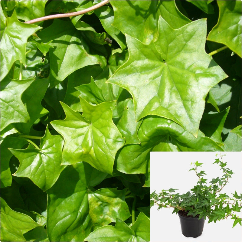 Delairea odorata 4 Inches Plant German ivy Plant Cape Ivy best Live Pl ...