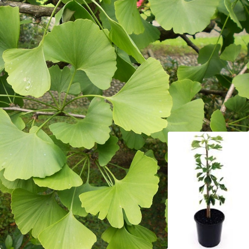 Ginkgo Biloba Plant White Fruit Maidenhair Tree Live Plant – NNplant