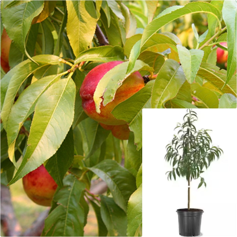 Peach Pix Zee Miniature 5 Gallon Pix Zee Dwarf Peach Plant Simply Peac ...
