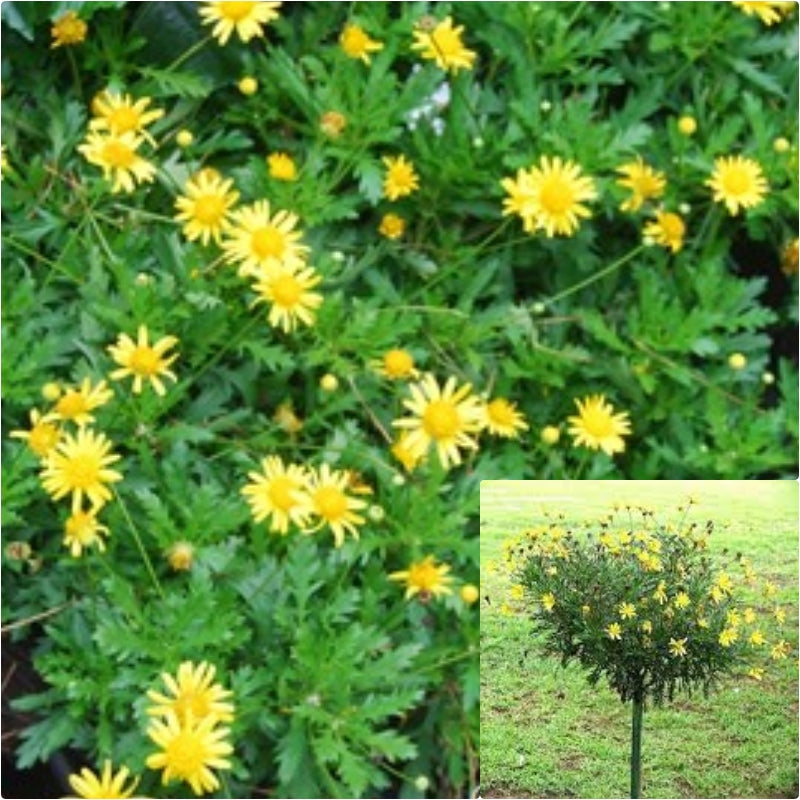 Euryops Pect Viridis Patio 5 Gallon Euryop Daisy Plant Mht7 – NNplant