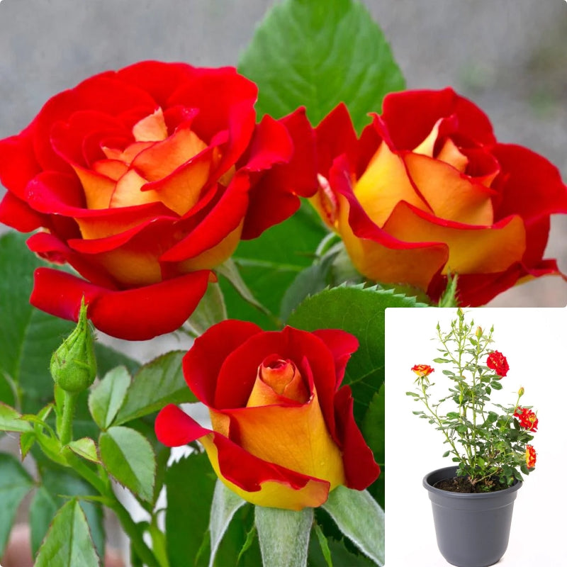 Rosa Tree Ketchup Mustard 5 Gallon Plant Snazzee Live Plant Gr7 – NNplant