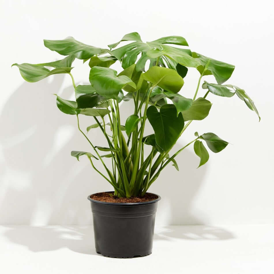Philodendron Split Leaf 5 Gallon Tree Split Leaf Plant Splitleaf Philo ...