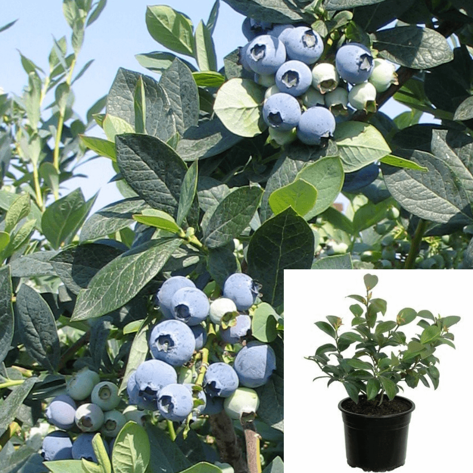 Blueberry Misty Southern Plant 5Gallon Southern Highbush Blueberry Pla ...