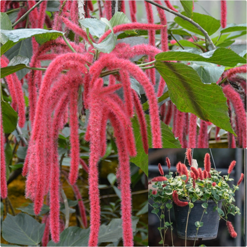 Chenille Firetail Cat Tails 6 inches Plant Acalypha Pendula Red Flower ...