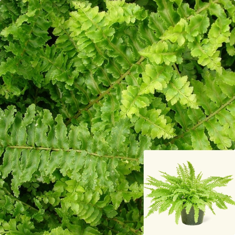 Ruffle Fern Nephrolepsis Exaltata 6Inches Pot Pot Plant Boston Fern Dw ...