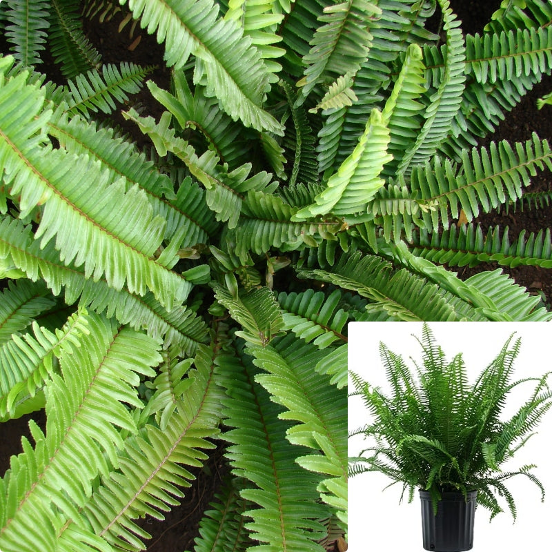 Fern Nephrolepis Cordifolia Southern Narrow Sword Fern – NNplant
