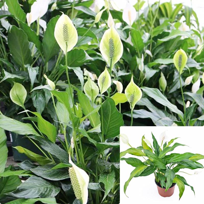 Spath Chico Plant Peace Lily White Flower Air Purifying 6Inches Indoor ...