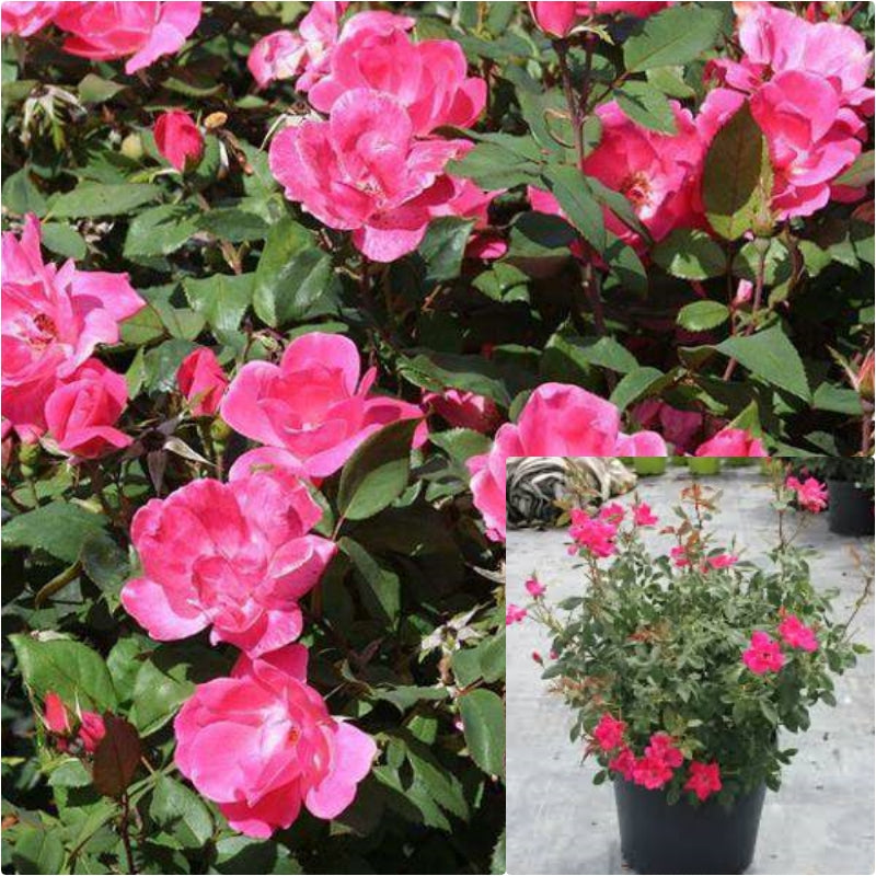 Rosa Radcon Knock Out Pink 3 Gallon Plant Simply Knock Out Rose Live P ...