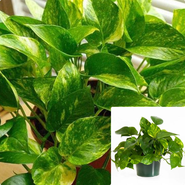 Pothos Golden 5Gallon Indoor Houses Air Purifying Vine Plant Golden Po ...