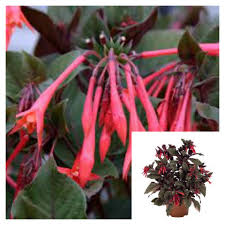Fuchsia Firecracker 1 Quart Plant Triphylla Honeysuckle Onagroideae Ci ...