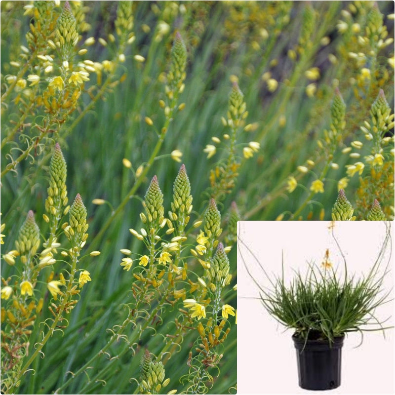 Bulbine Frutescens Yellow Plant Succulent Perennial Flower Live Plant ...