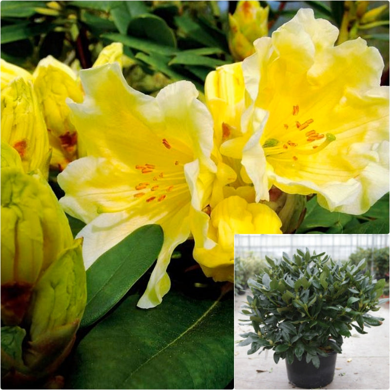 Rhododendron Hotei 2 Gallon Plant Hotei Rhododendron Flower Live Plant ...