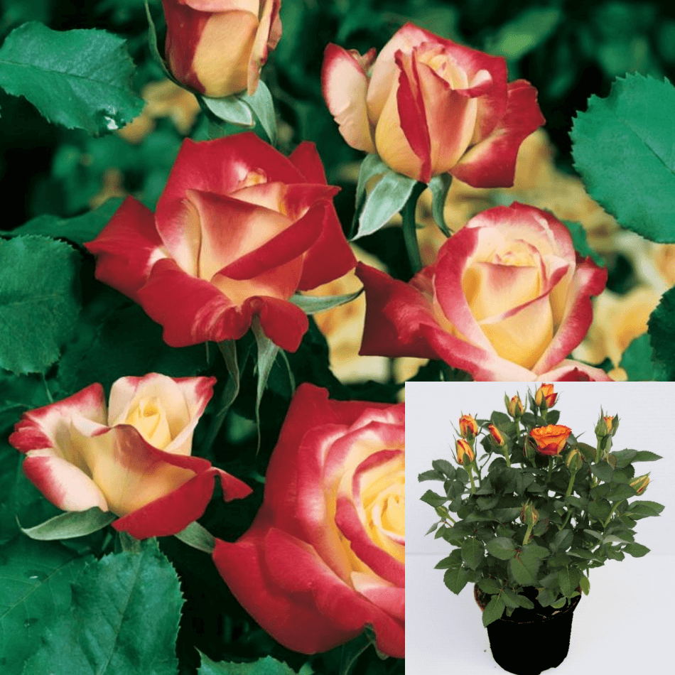 Rosa Tree Double Delight 5 Gallon Plant Hybrid Tea Rose Outdoor Live P ...