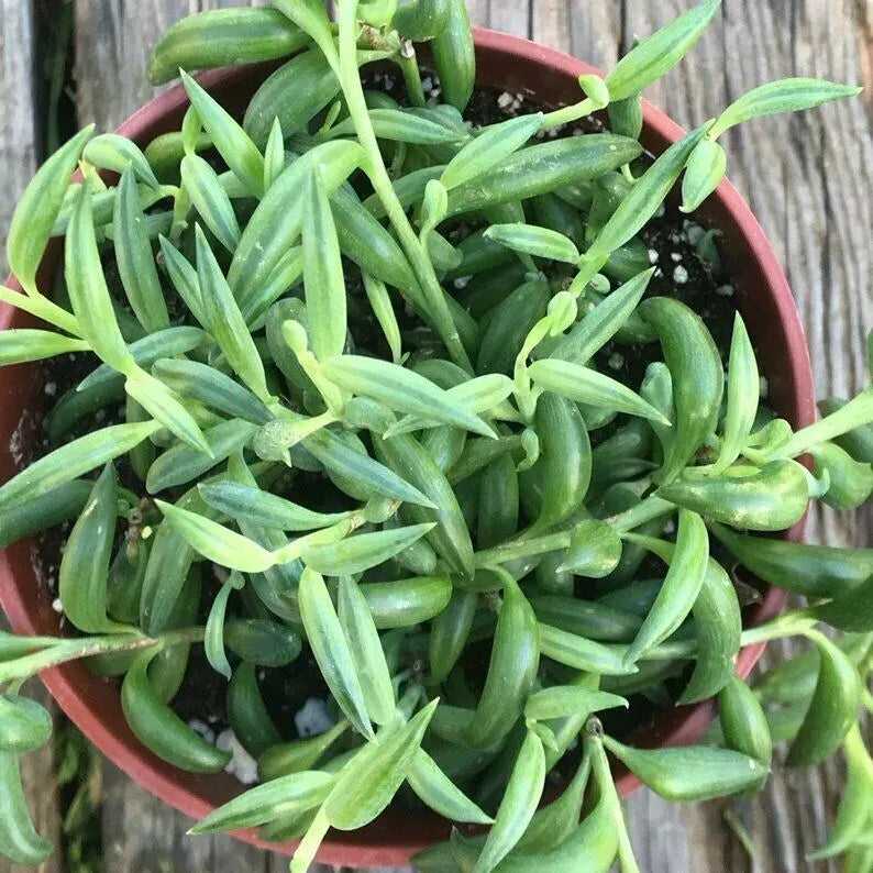 Variegated Jew Yellow And Green Tradescantia Fluminensis – NNplant