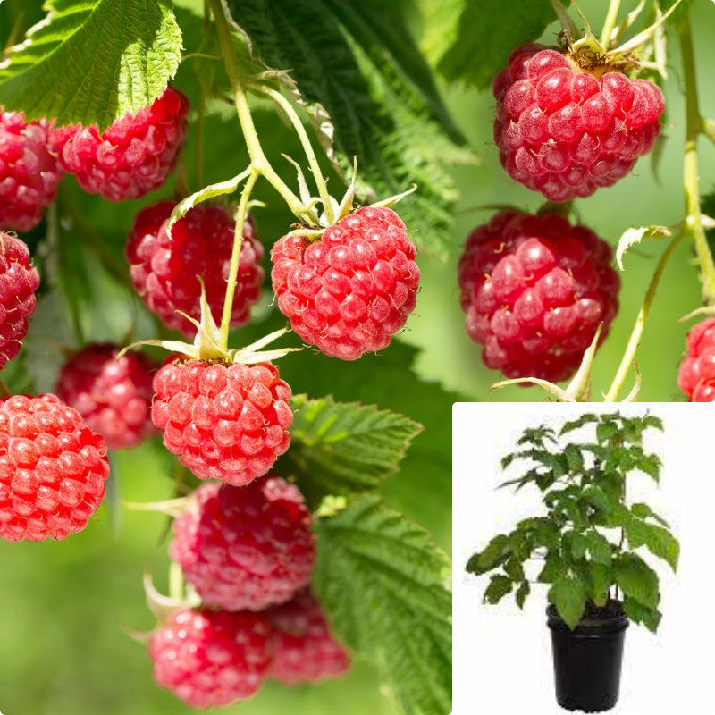 Raspberry Heritage 2 Gallon Plant Rubus Idaeus Canby Dewberry Fruit Tr ...