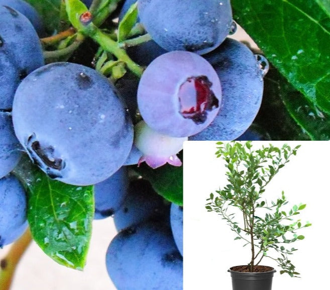 Blueberry Emerald Grafted Fruting Vacciniuma Corymbosum Fruit Tree ...