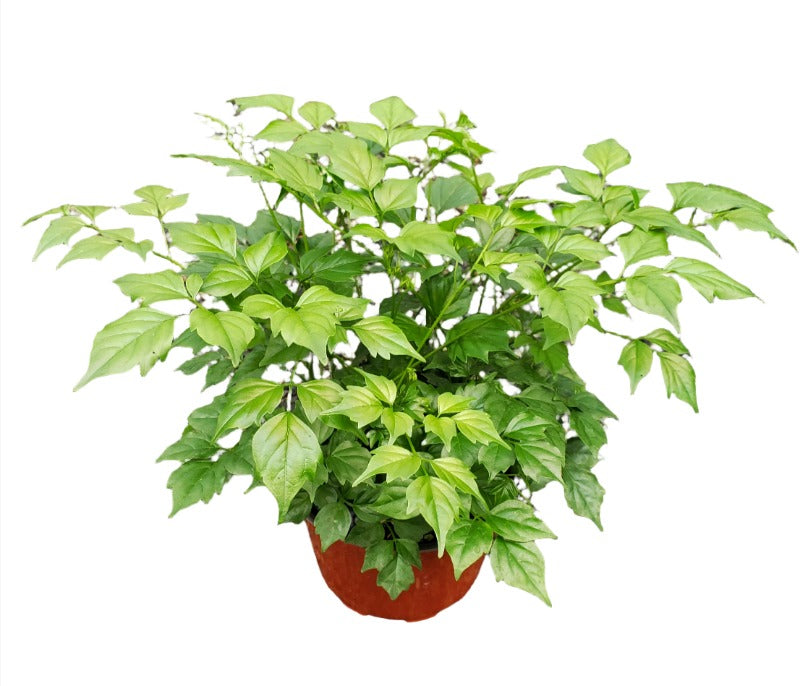 China Doll Plant 1 Gallon Pot Radermachera Sinica Asian Bell Tree Live ...
