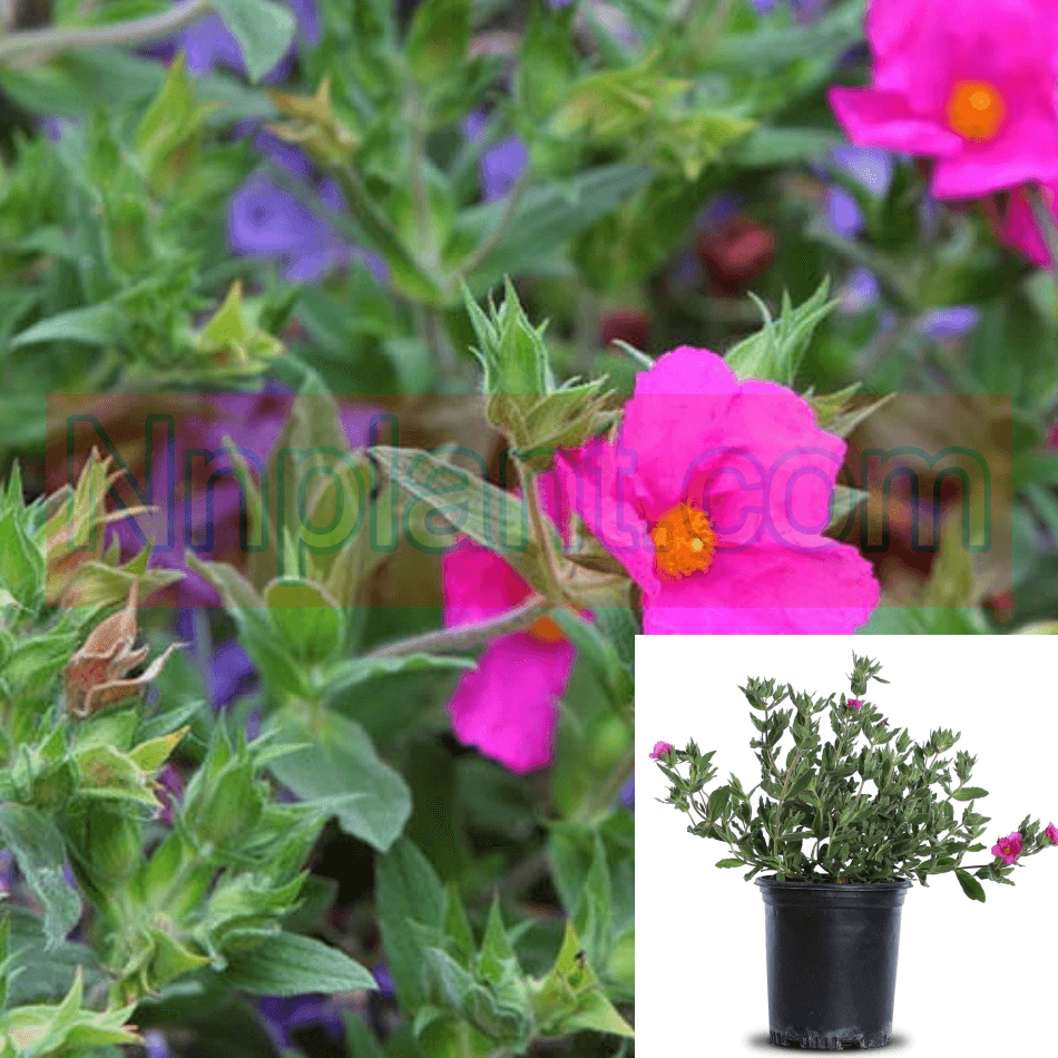Cistus Sunset 6 inches Rock Rose Magenta Plant Dwarf Mock Orange Live ...