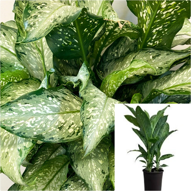 Dieffenbachia Memoria Corsii 1 Gallon Ht7 Snowy Dumb Cane Plant Leopar ...
