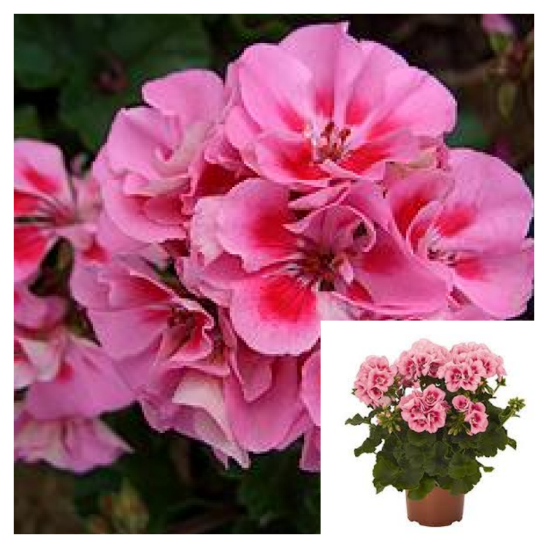 Geranium Savannah Pink 10Inches Plant Zonal Geranium Plant Pelargonium ...