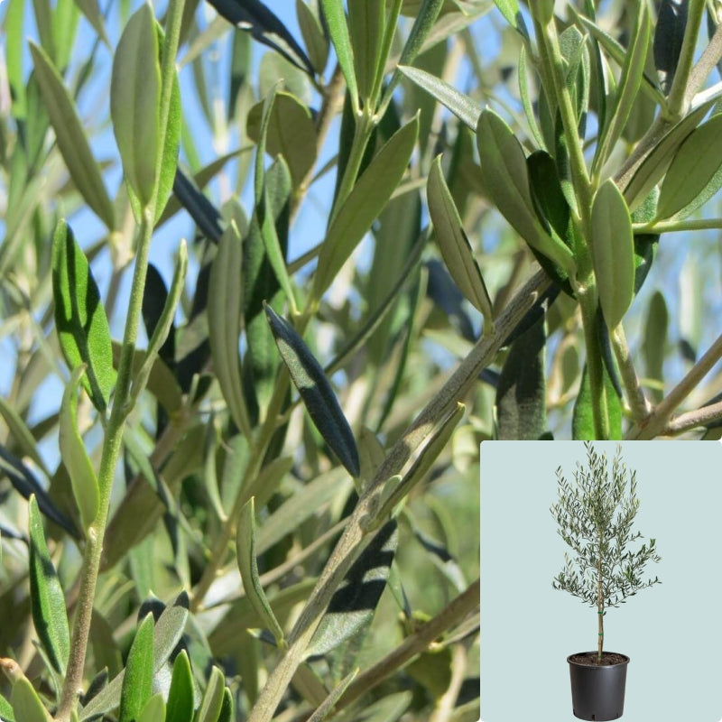 Olea Europaea Wilsonii Tree 5 Gallon Plant Fruitless Olive Plant Live ...