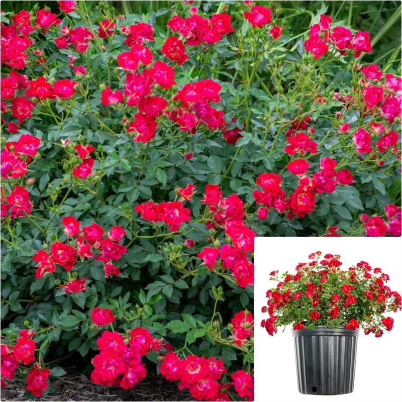 Rosa Drift Red 1 Gallon Rose Plant Groundcover Flower Live Plant Fr7 ...
