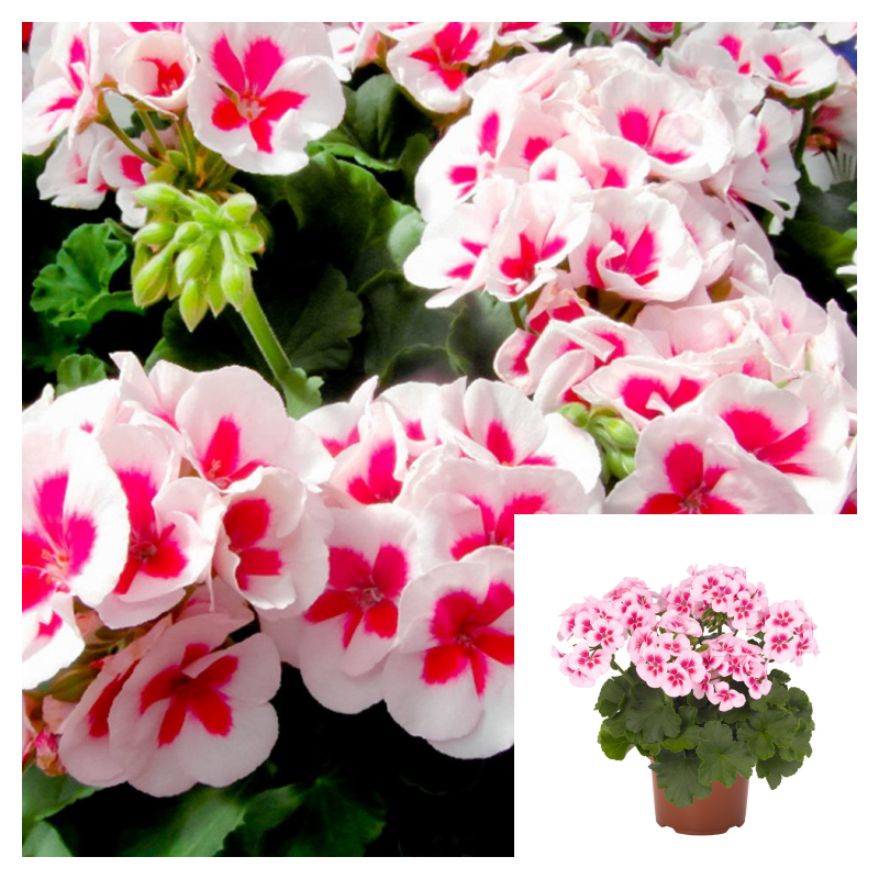 Geranium Merlot Sizzle 1 Gallon Plant Zonal Geranium Crane's bill Pela ...