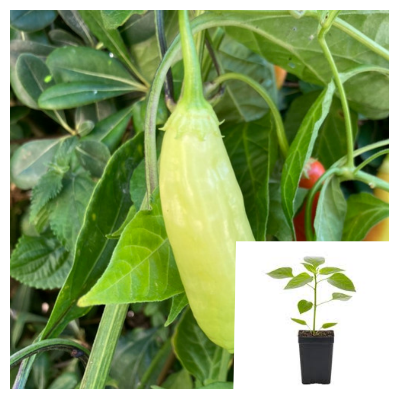 Pepper Italian White Wax Plant Pot Chileno Aji Amarillo Live Plant ...