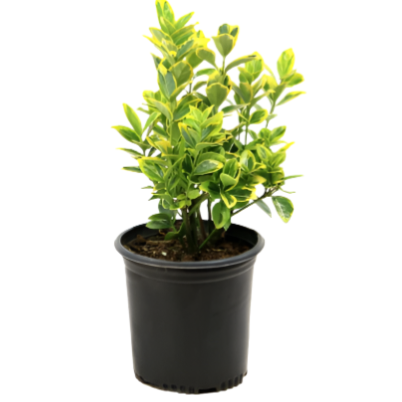 Euonymus Silver King 4inches Plant Japanese Spindle Outdoor Flower Liv ...
