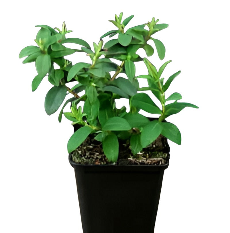 Hypericum Ignite Red 5 Gallon St Johnswort Plant Shrubs Live Plant Mr7 ...