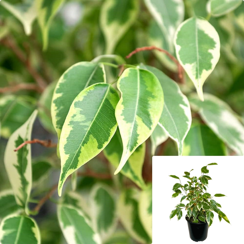 Ficus Benjamina Variegated Plant Weeping Fig 1 Gallon – NNplant