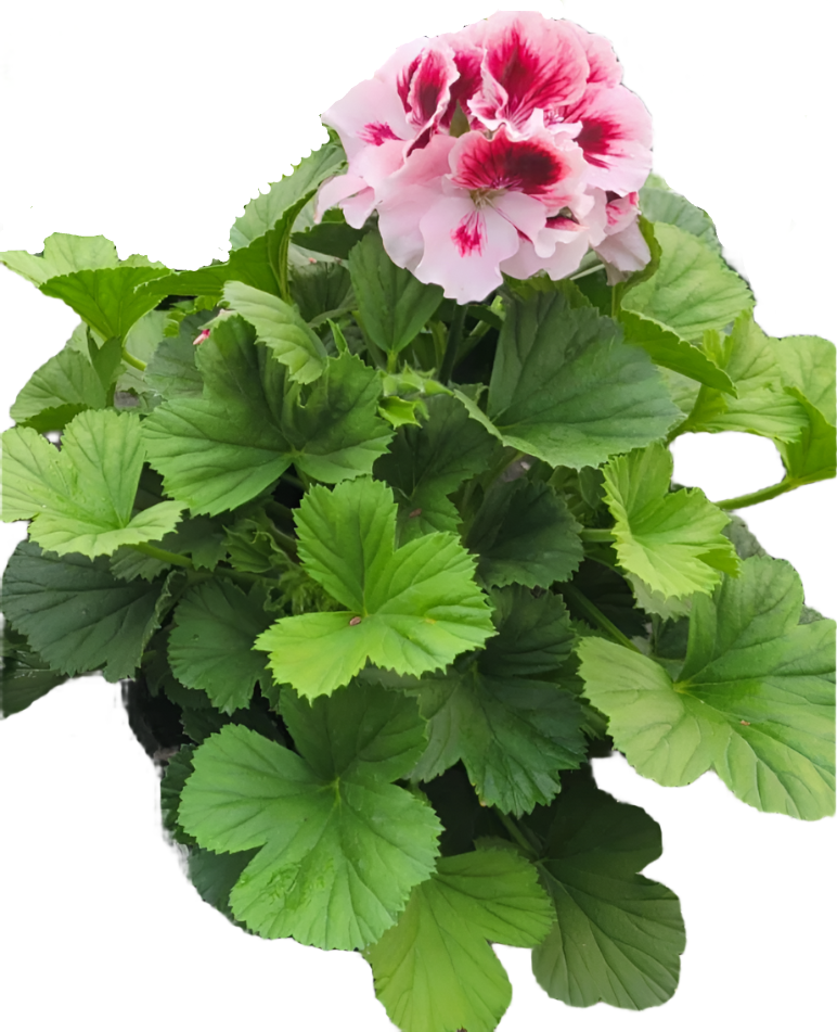 Geranium Elegance Crystal Rose 1 Gallon Plant Martha Washington Live P ...