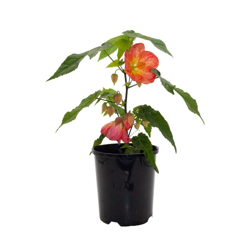 Abutilon Tangerine 1 Gallon Abutilon Flowering Maple Plant Chinese Bel ...