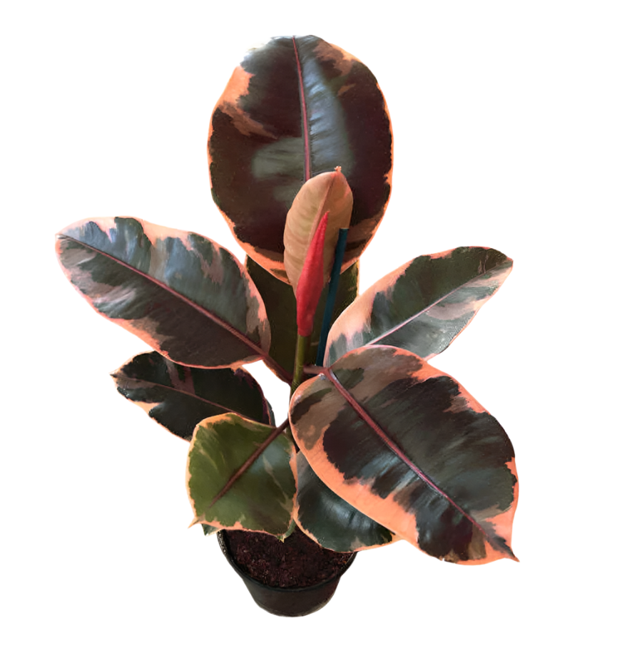 Rubber Ruby Plant 2 Gallon Ht7 Pot Ficus Elastica Ruby Plant Premium I ...