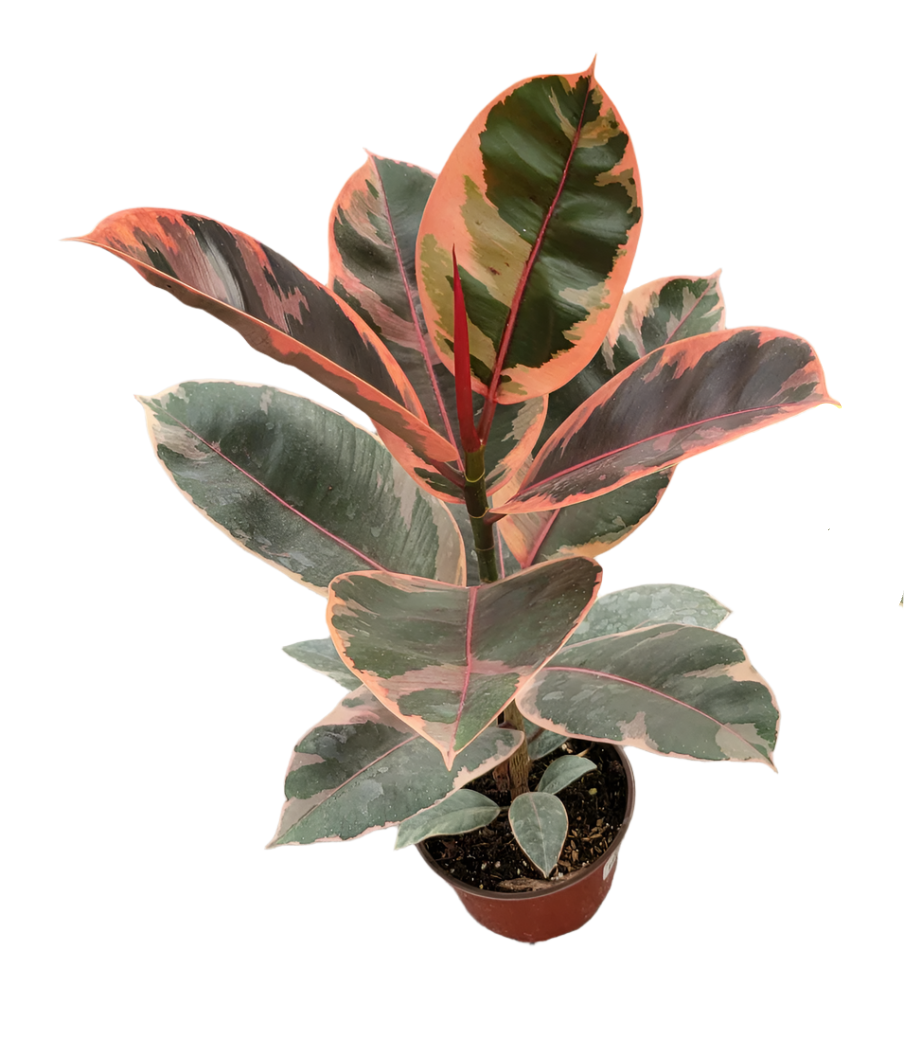Ficus Elastica Rubber Ruby Plant Variegated Rubber 1 Gallon Ht7 Housel ...