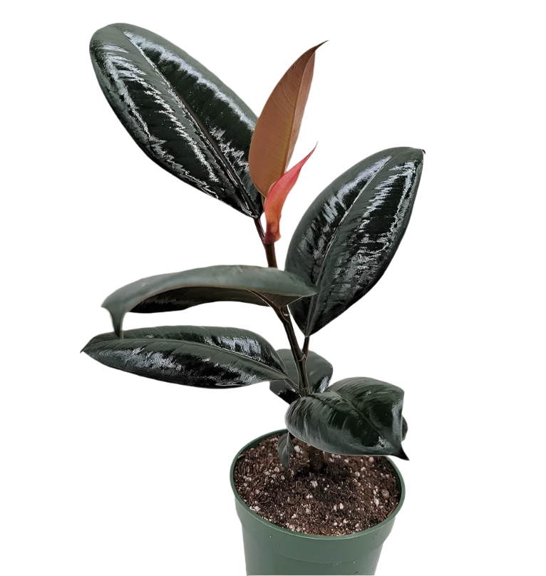 Rubber Plant Burgundy 4inches Black Ficus Elastica Burgundy Rubber Ind ...