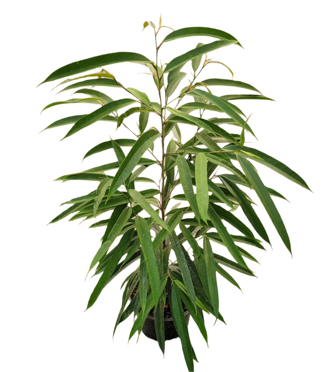 Ficus Sabre Plant Binnendijkii Dwarf Leafed Fig Long Leaf Tree – NNplant