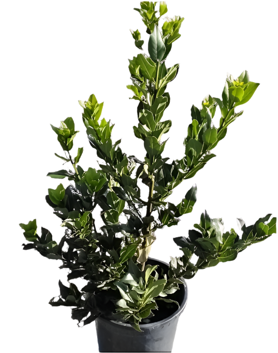 Laurus Nobilis Multi Plant Sweet Bay Grecian Laurel 5 Gallon Live Plan ...