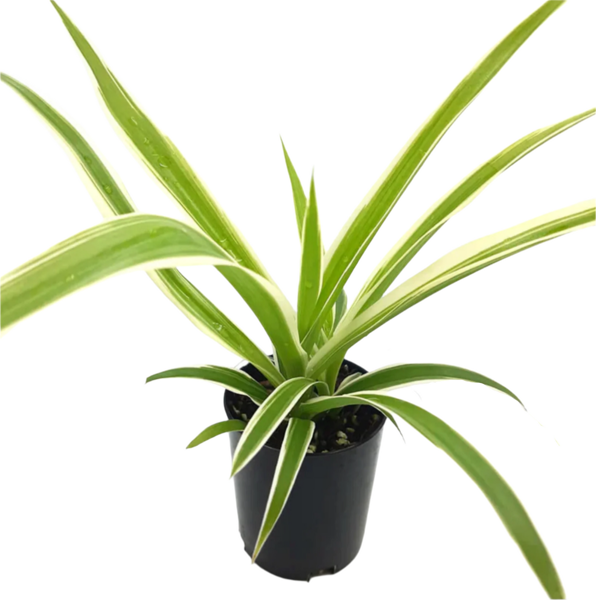 10 Cutting Spider Variegated Plant Chlorophytum Comosum succulent Live ...