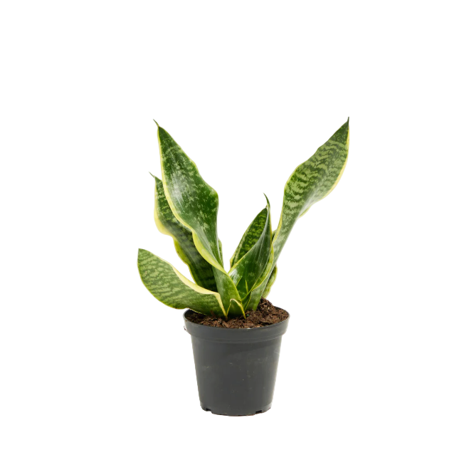 Snake Green 4 inches Plant Mother In Law Tonge Plant Ht7 Ceylon Bowstr ...