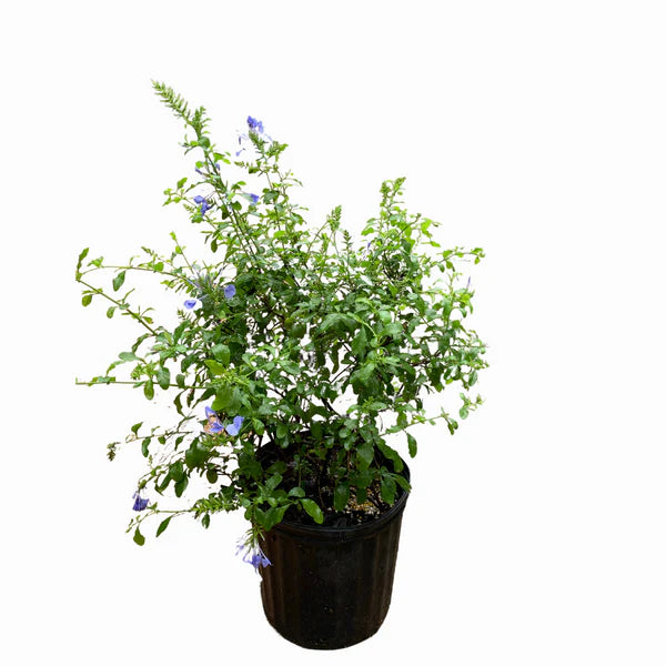 Plumbago Capensis Royal Blue 4.5inches Blue Cape Flower Vine Climbing ...