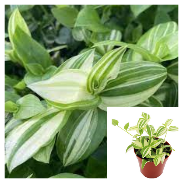 Yew White Variegated 4Inches Pot Plant Wandering Tradescantia Fluminen ...