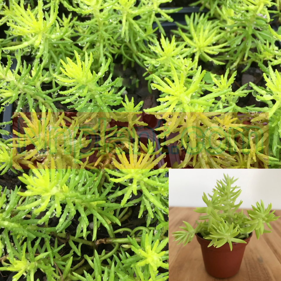 Sedum Succulent Rupestre Angelina Plant 6Pks Of 2Inches Pot Stonecrop ...