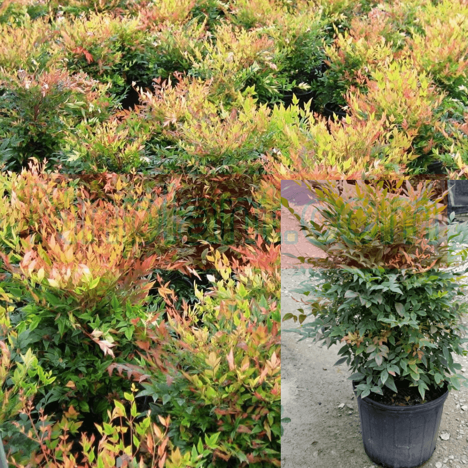 Dwarf Heavenly Bamboo Nandina